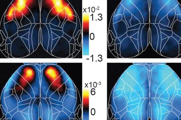 Home | Duke Neurobiology