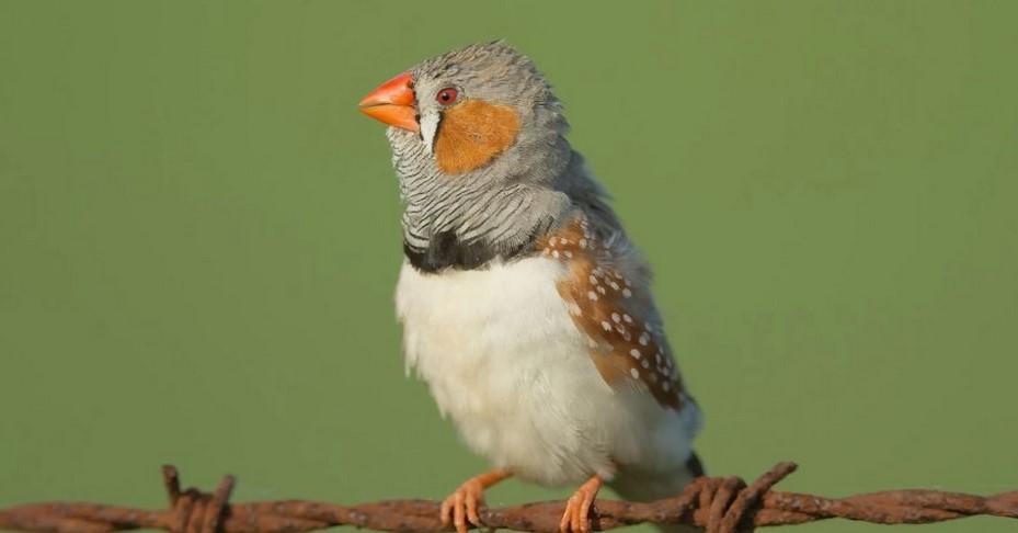 Mooney/Qi/Pearson study shows how baby birds are internally motivated ...