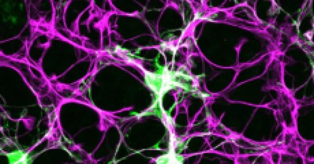 Research Roundup: October 2019 | Duke Neurobiology