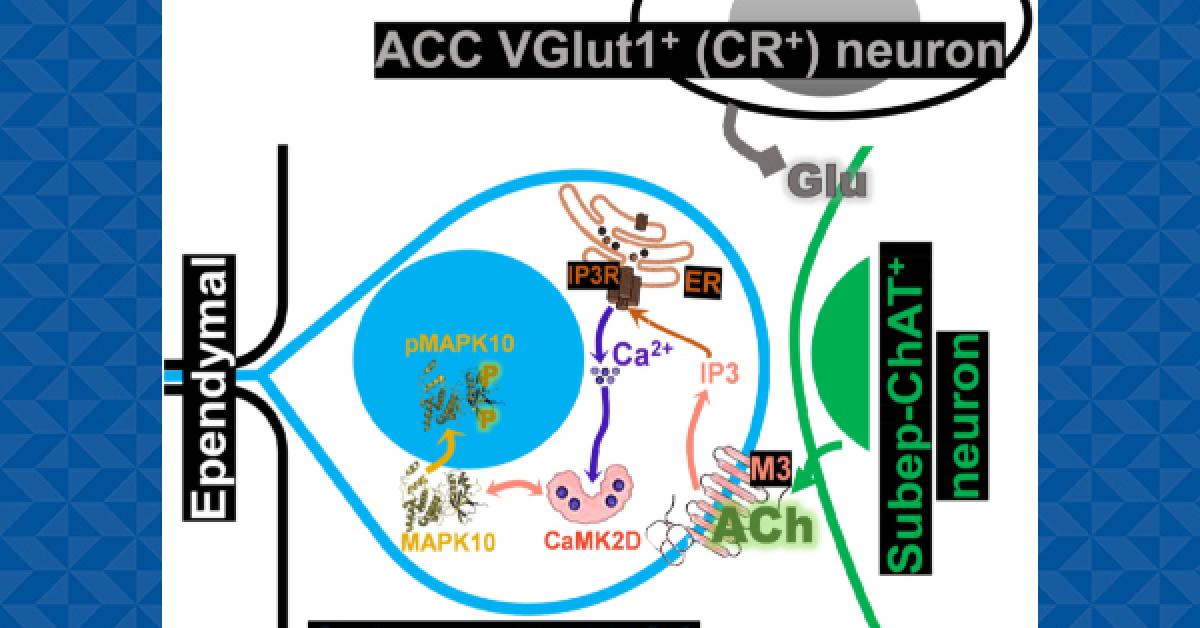 Duke Neuroscientists Discover Brain Circuits Key to Fighting Stroke ...