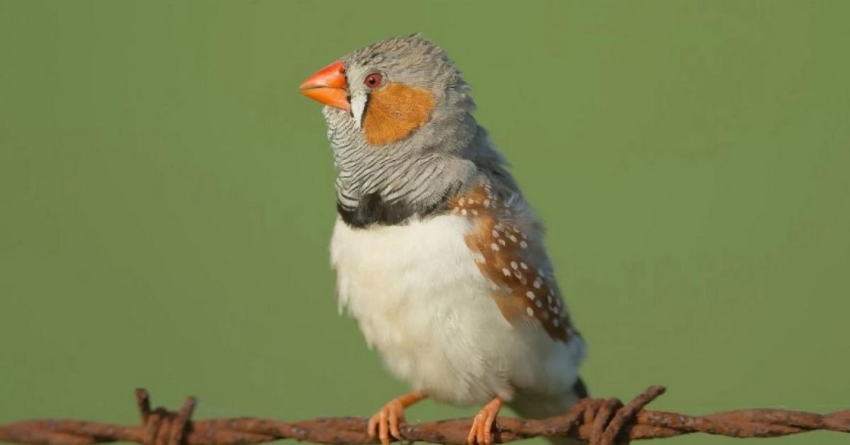 Mooney/Qi/Pearson study shows how baby birds are internally motivated ...